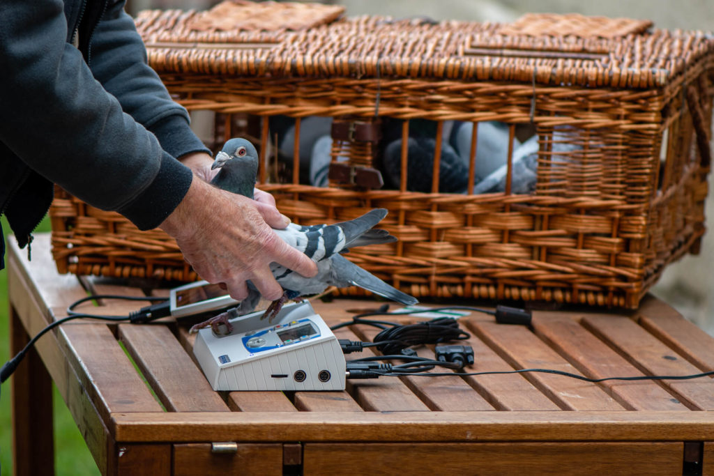 BENZING ClubSystem – BENZING